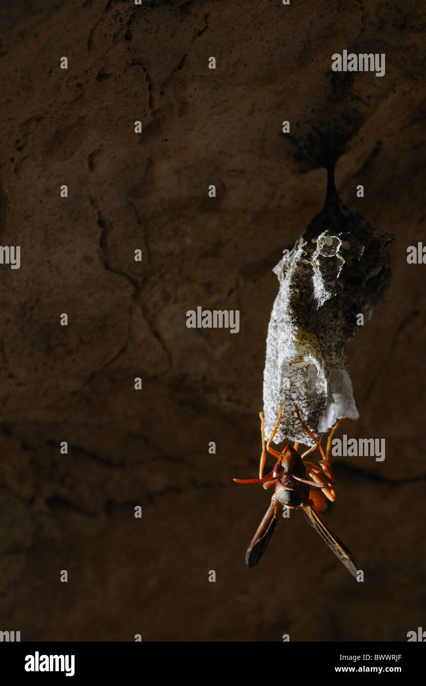 Belonogaster sausserei insect Invertebrates Socotra speleology wasp ...