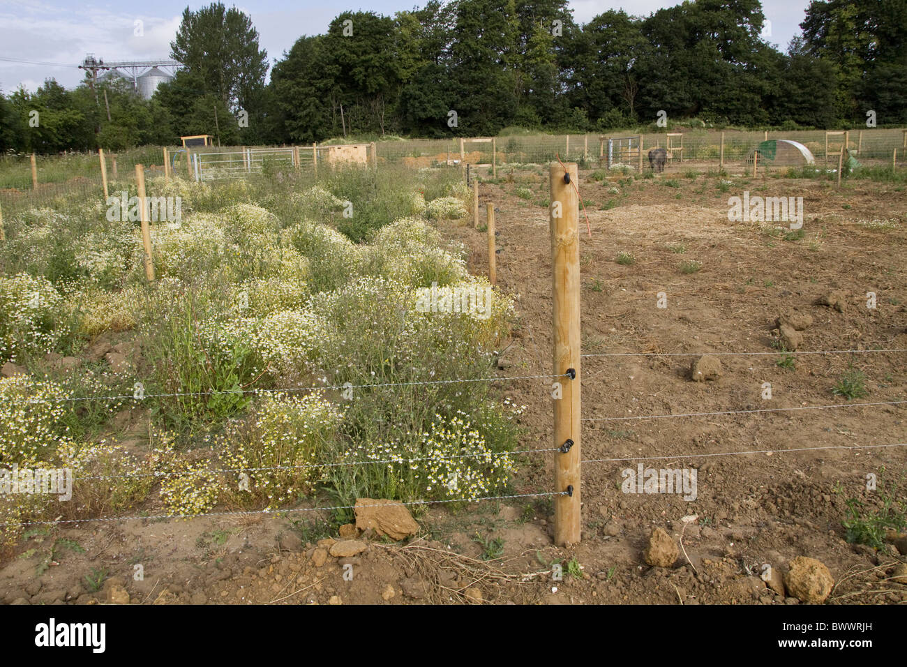 field paddock enclosure pen corral pasture ground meadow grazing land ...