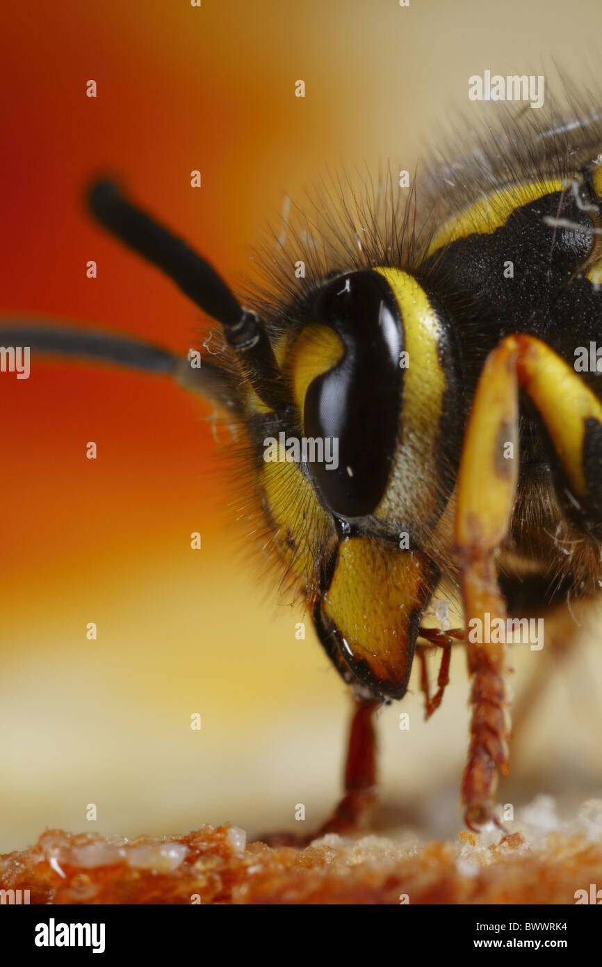 Queen wasp hi-res stock photography and images - Alamy