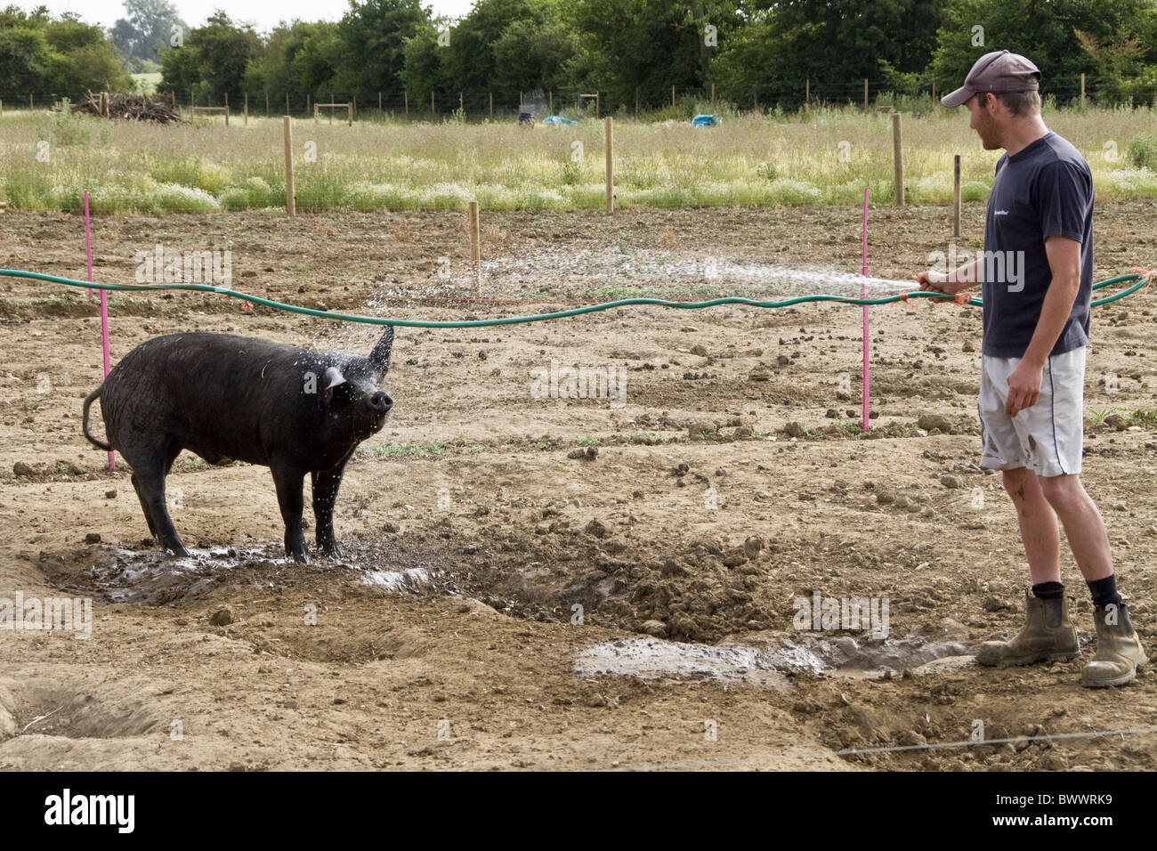 Washing a large black pig Stock Photo - Alamy
