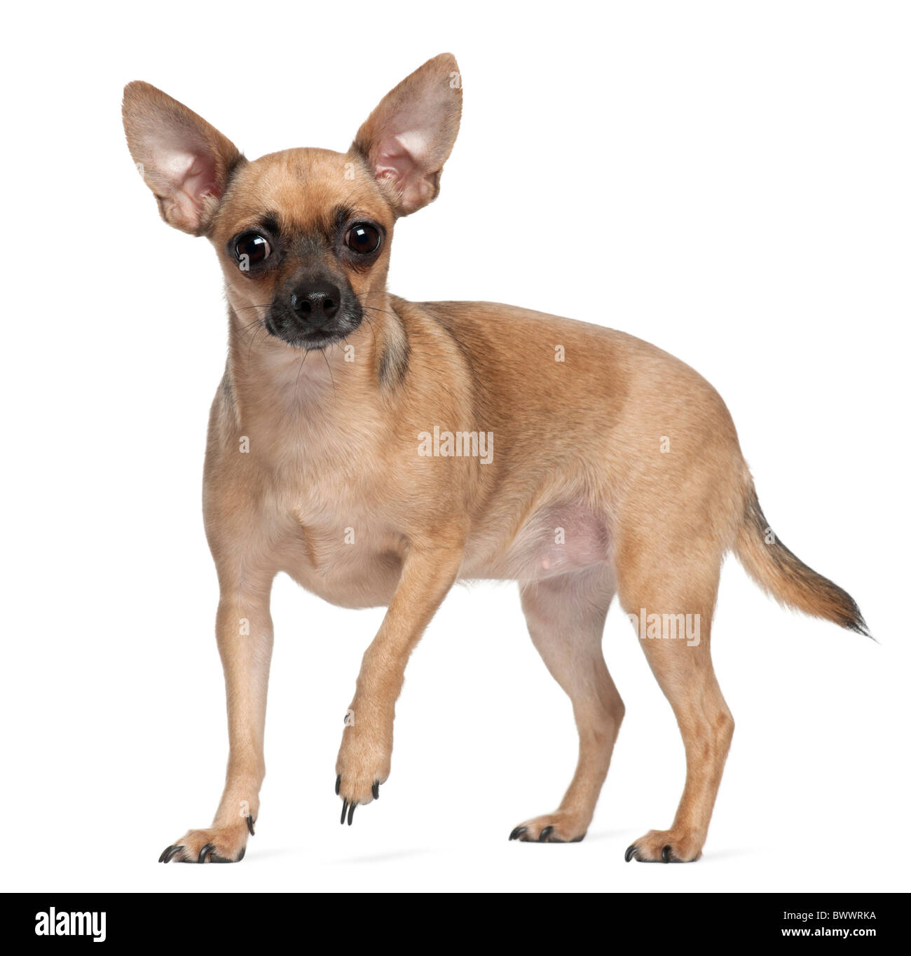Pincher, 1 year old, standing in front of white background Stock Photo ...