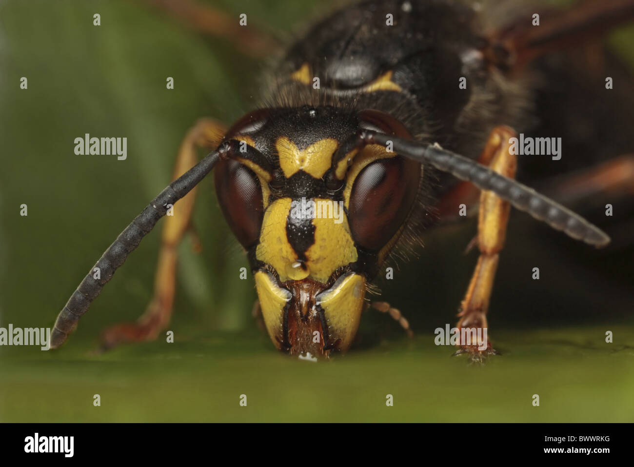 Median Wasp Dolichovespula media adult feeding Stock Photo - Alamy