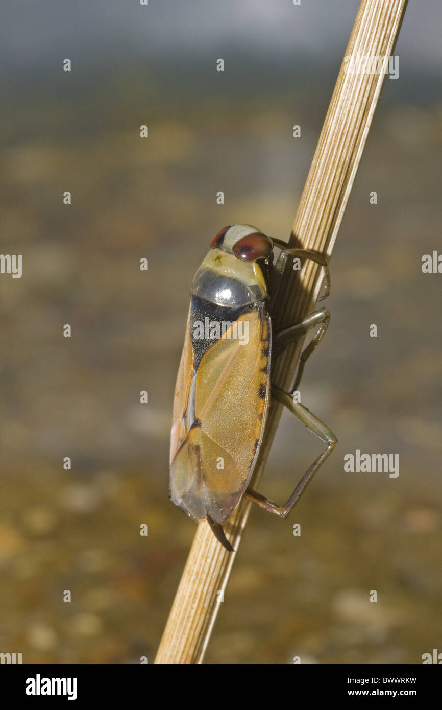 animal animals water boatman boatmen waterboatman waterboatmen insect ...