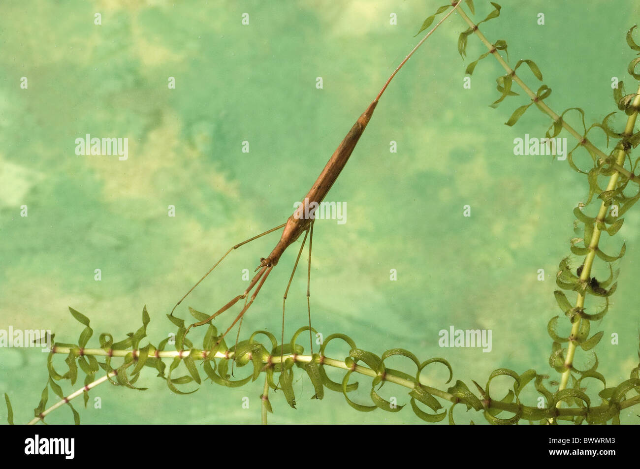 animal animals bug bugs "stick insect" "stick insects" stick-insect ...