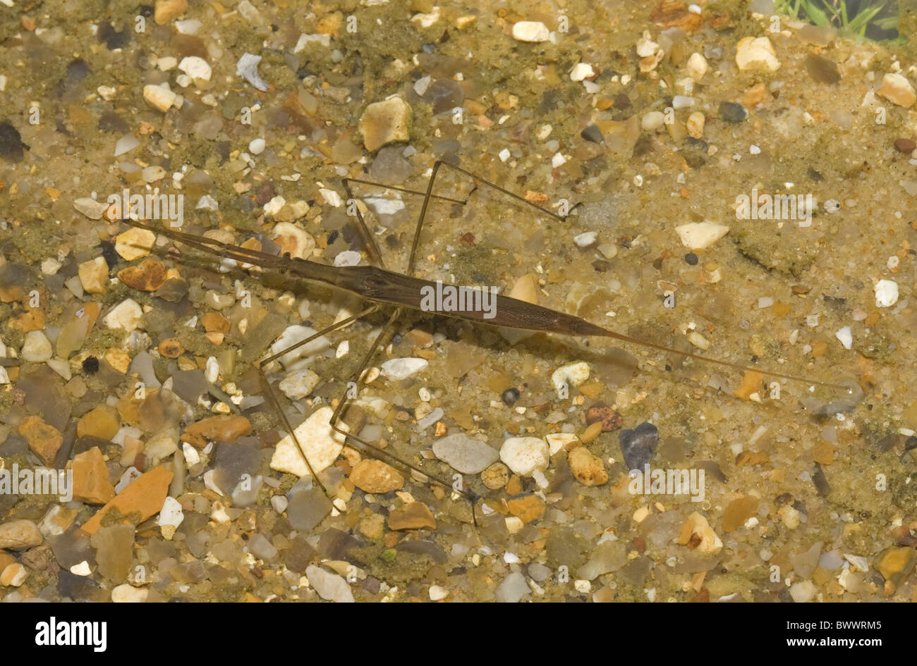 animal animals bug bugs "stick insect" "stick insects" "stick-insect ...