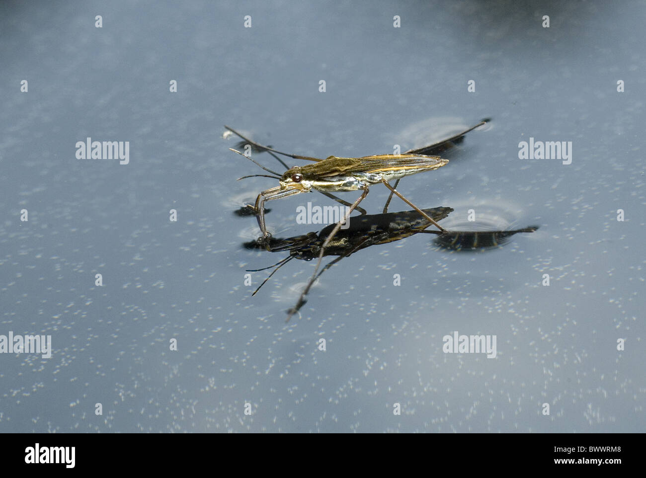 animal animals "water strider" "water striders" "pond skater" "pond ...