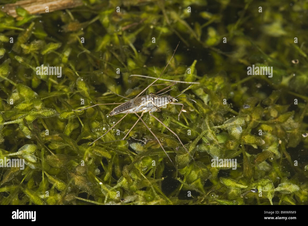 animal animals "water strider" "water striders" "pond skater" "pond ...