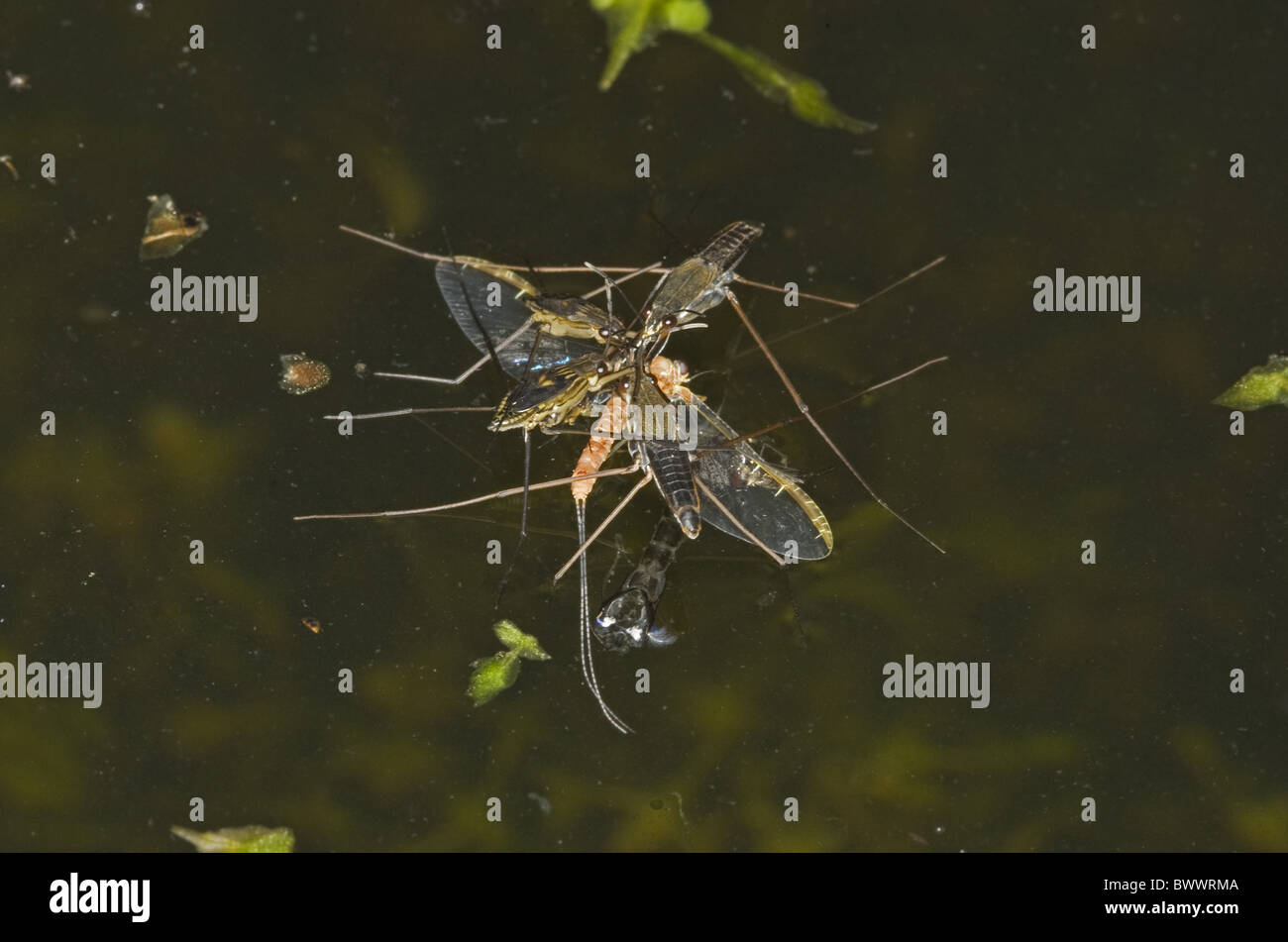 animal animals "water strider" "water striders" "pond skater" "pond ...