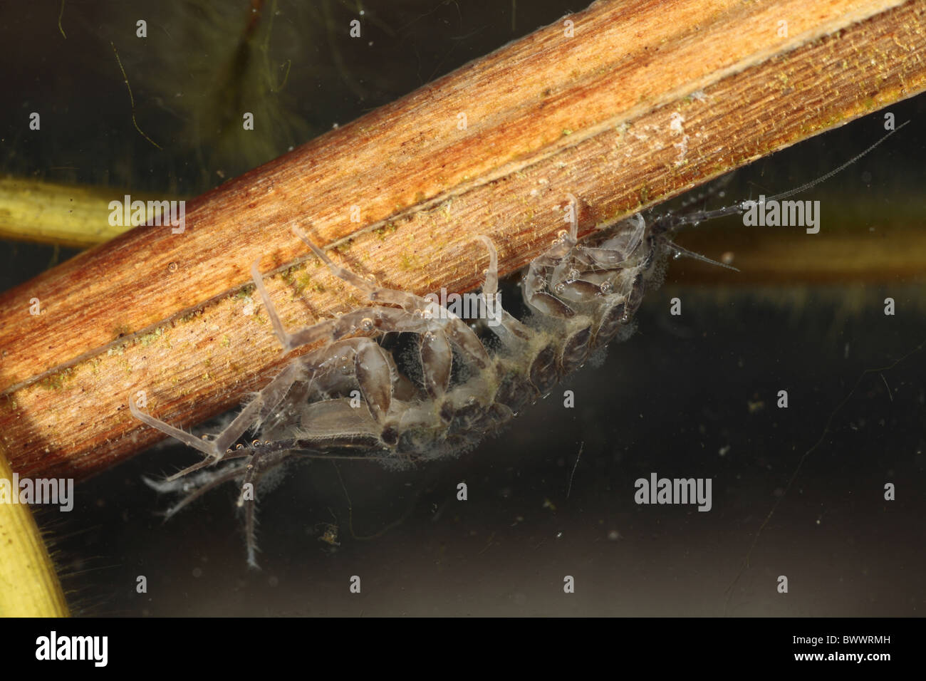 Water slaters pond hi-res stock photography and images - Alamy