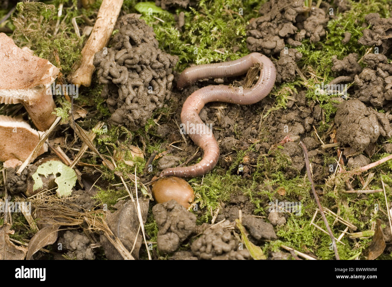 Common Earthworm Lumbricus terrestris adult Stock Photo - Alamy