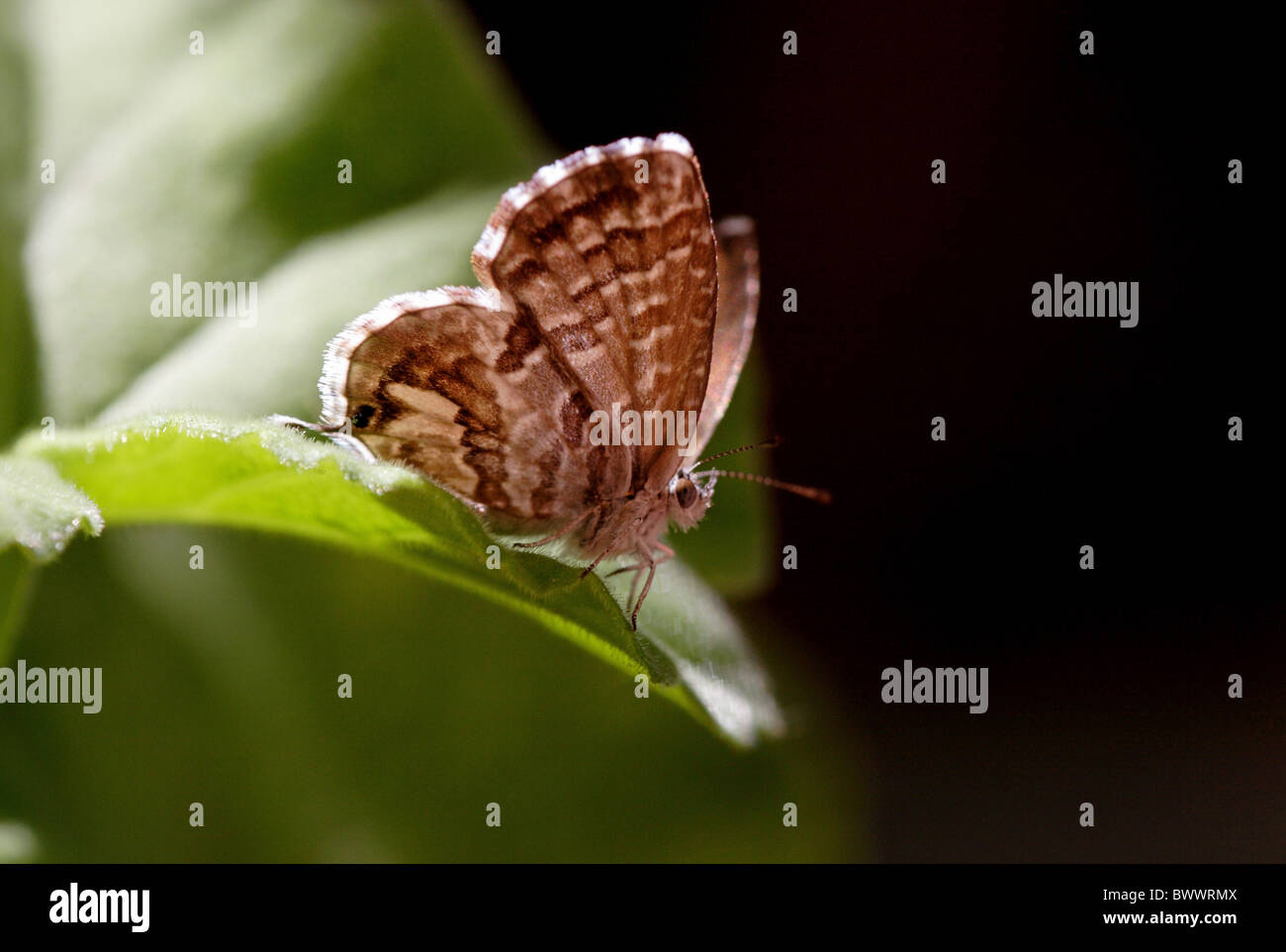 animal animals butterfly butterflies insect insects invertebrate ...