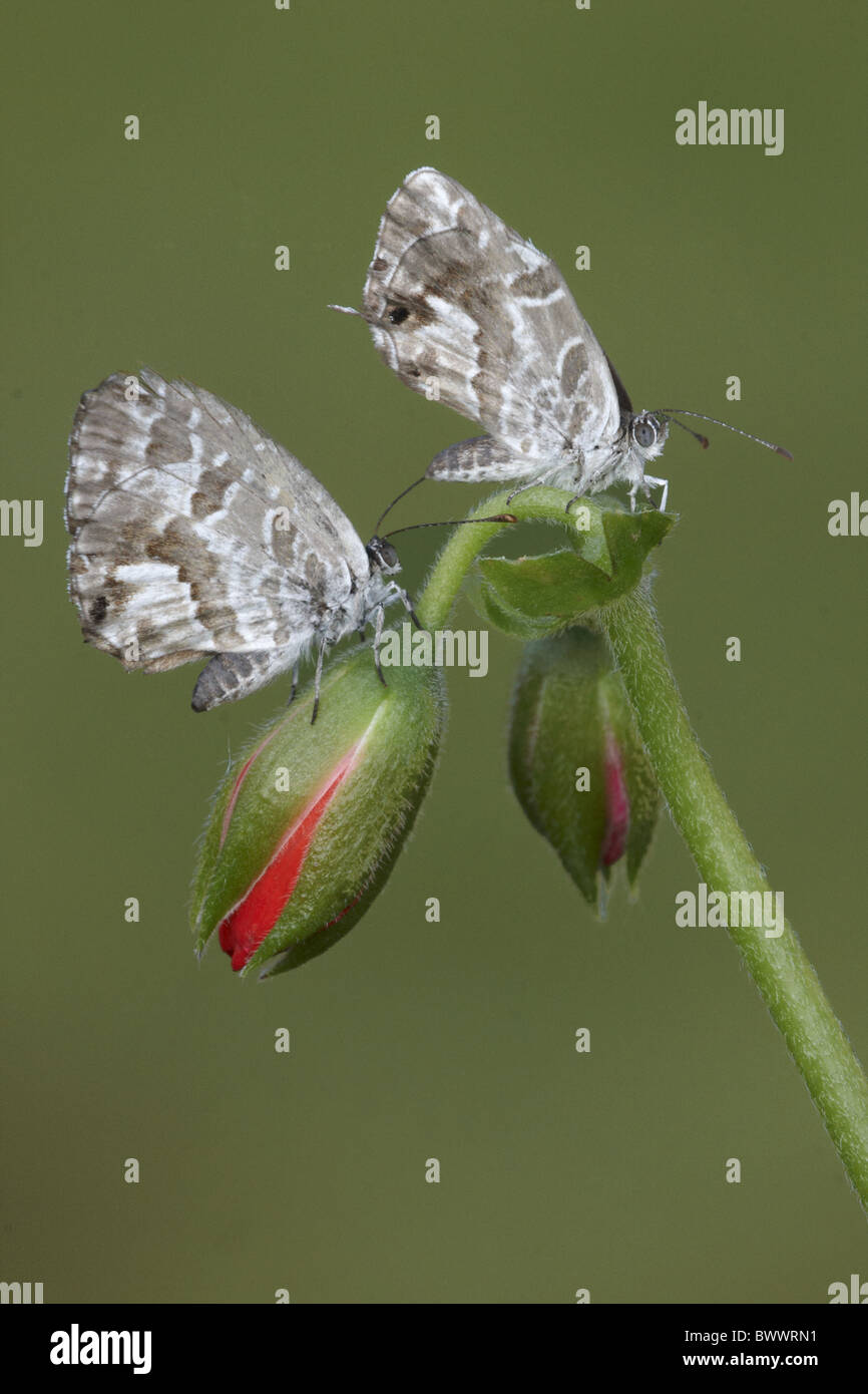 animal animals butterfly butterflies insect insects invertebrate ...