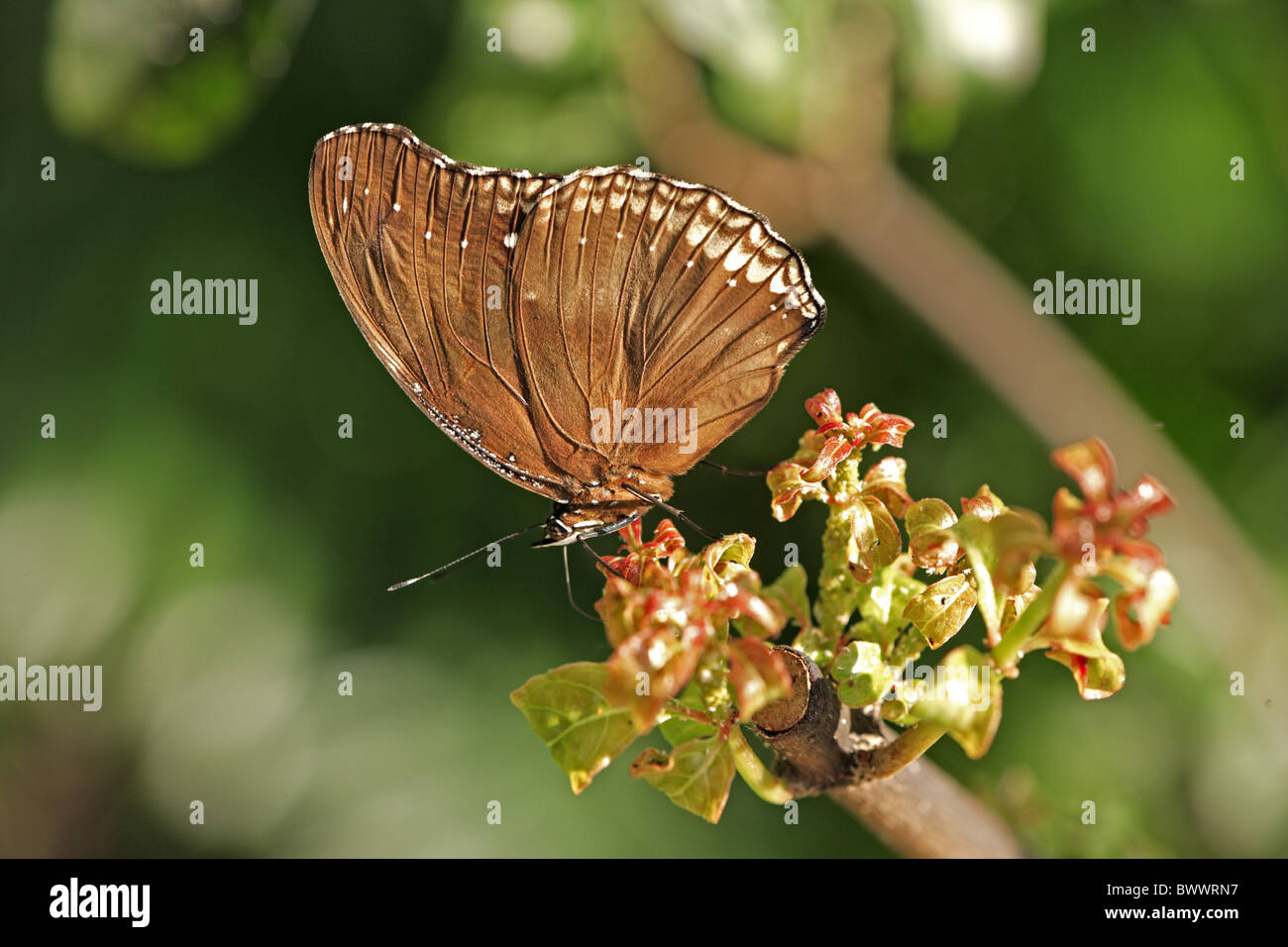 Imago animal animals butterfly butterflies insect insects invertebrate ...