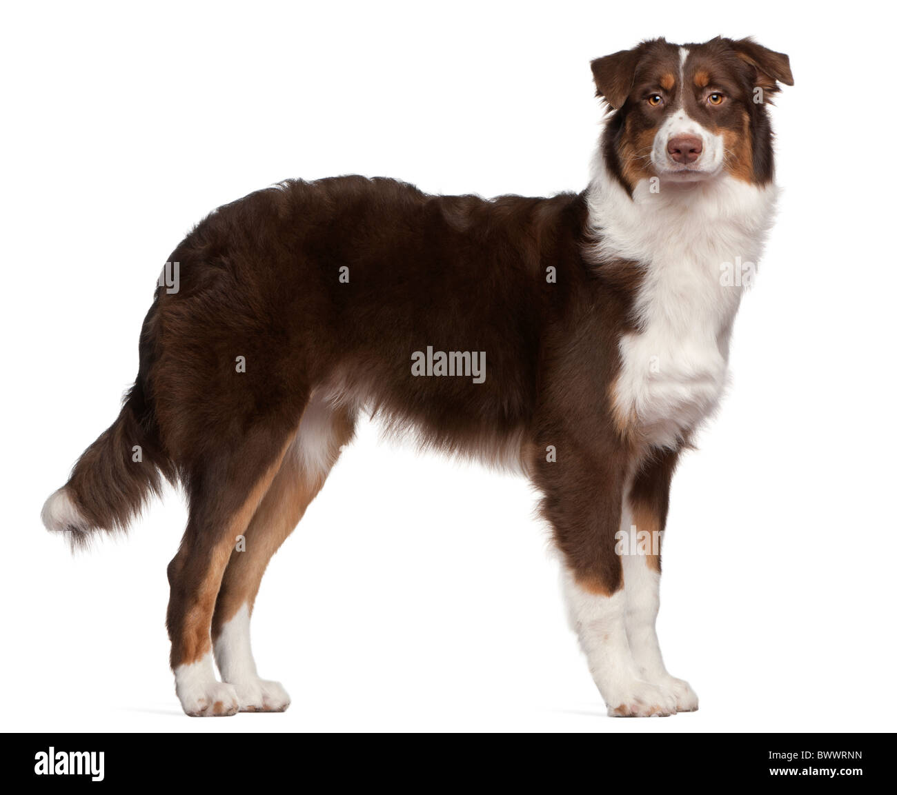 Australian Shepherd dog, 7 months old, standing in front of white ...