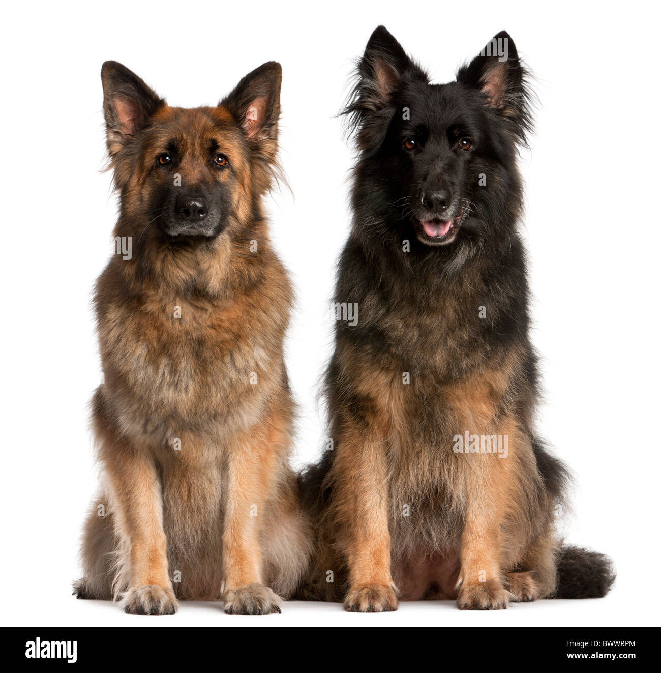 German shepherds hi-res stock photography and images - Alamy