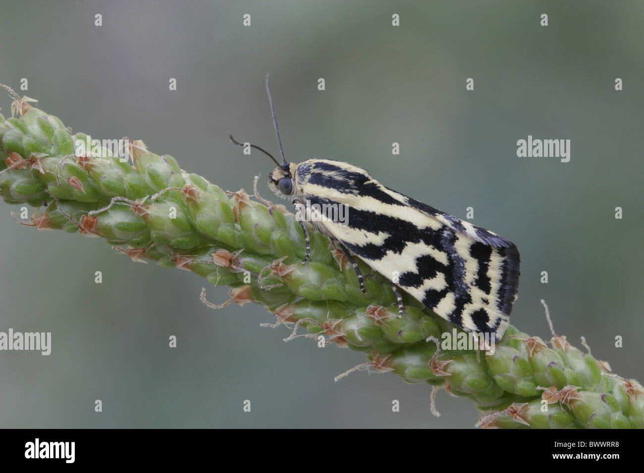Spotted Sulphur Moth Emmelia trabealis adult Stock Photo - Alamy