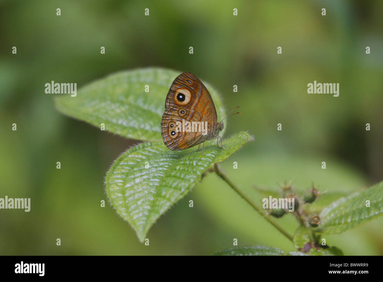 animal animals butterfly butterflies insect insects invertebrate ...