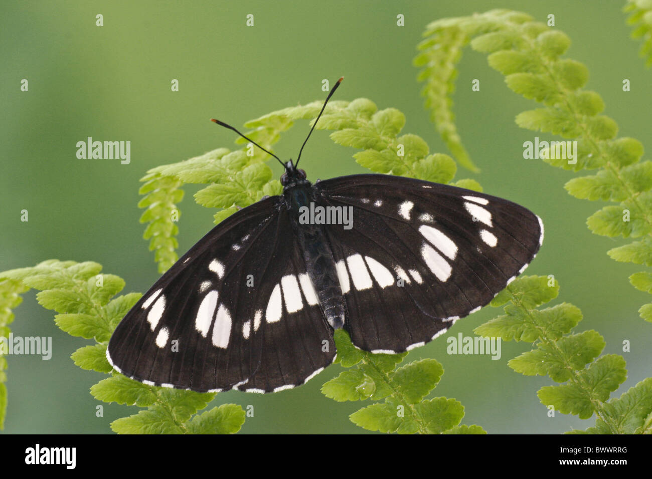 animal animals butterfly butterflies insect insects invertebrate ...