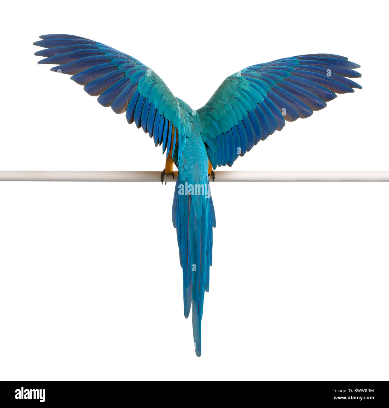 Parrot flapping wings Cut Out Stock Images & Pictures - Alamy