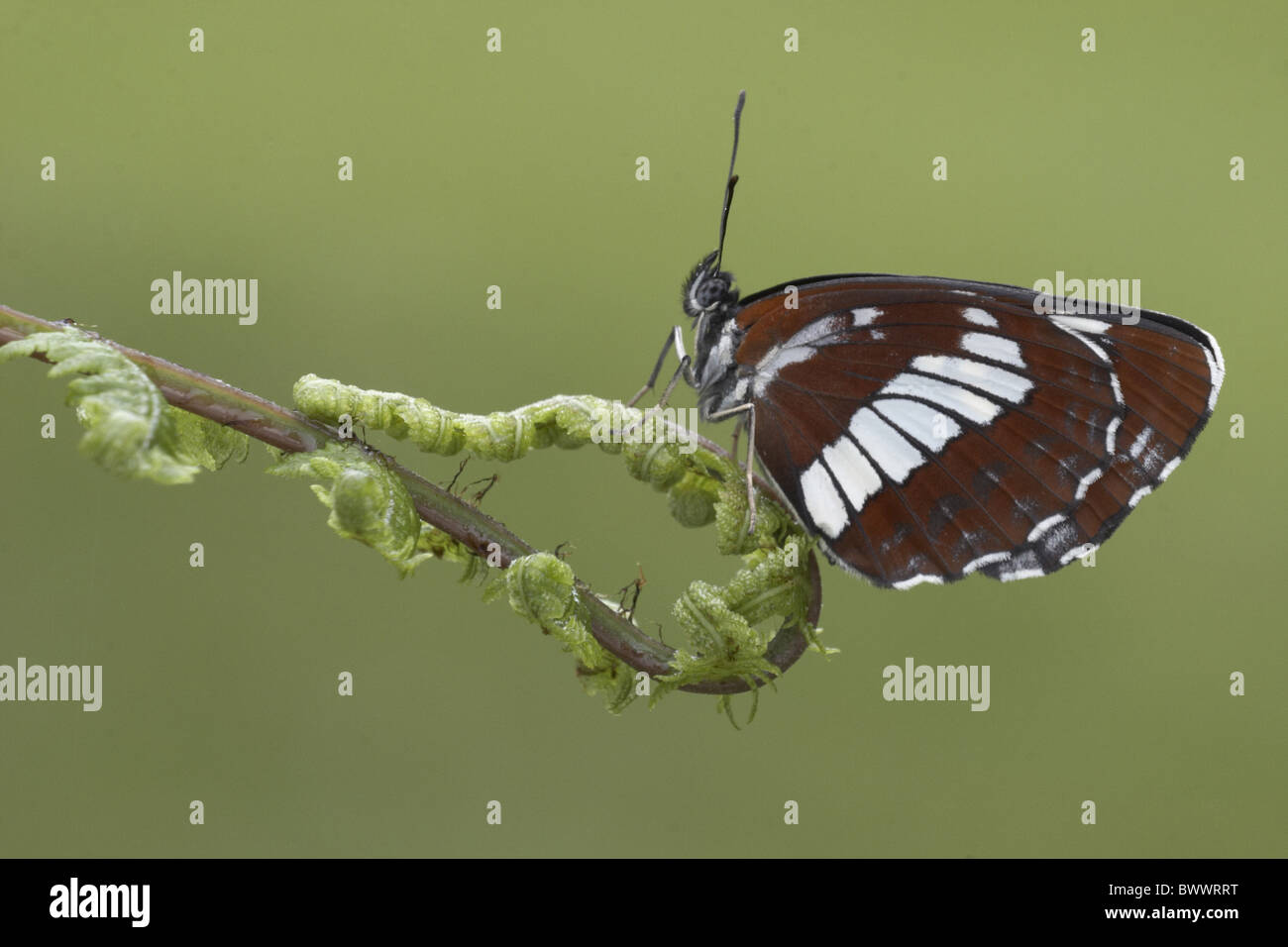 animal animals butterfly butterflies insect insects invertebrate ...