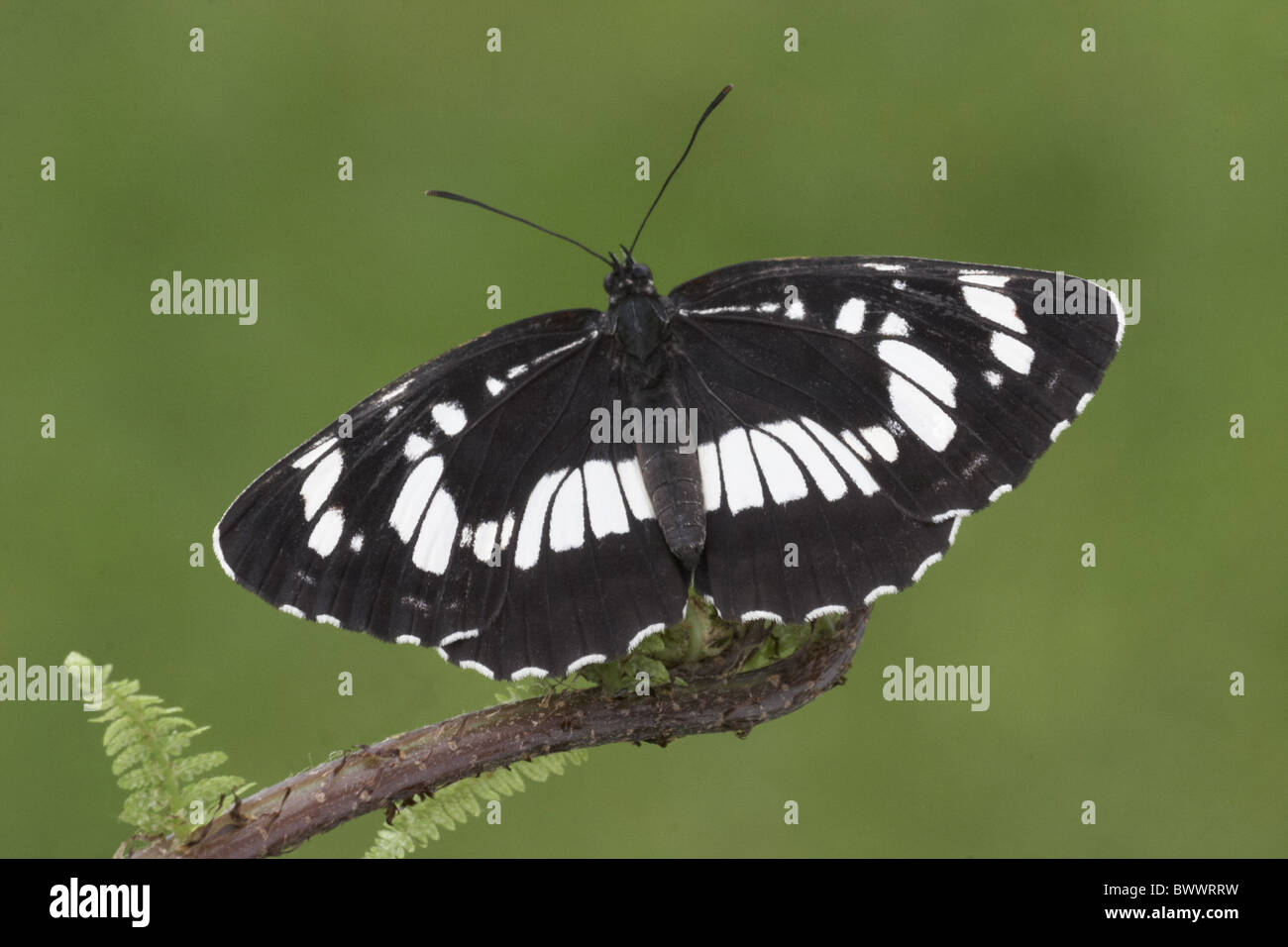 animal animals butterfly butterflies insect insects invertebrate ...