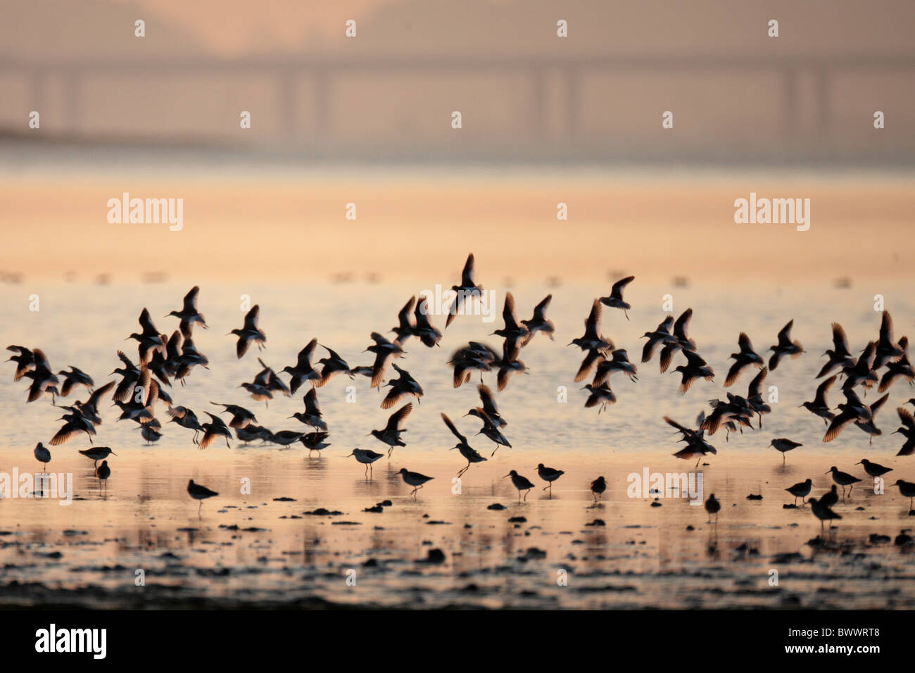 Silhouetted redshank hi-res stock photography and images - Alamy