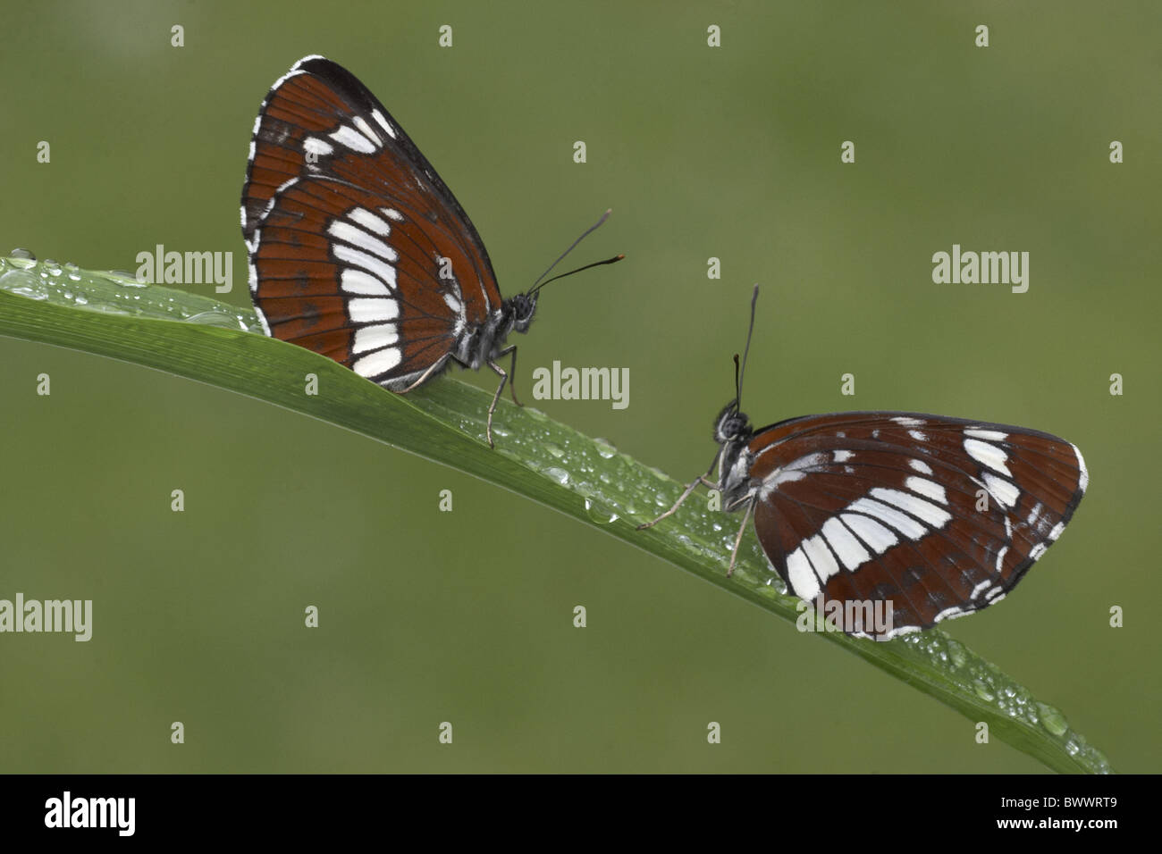 animal animals butterfly butterflies insect insects invertebrate ...