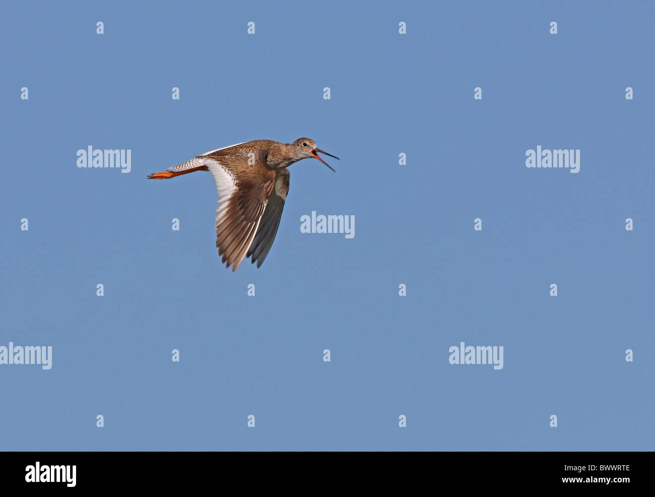 Common redshank calling in flight hi-res stock photography and images ...