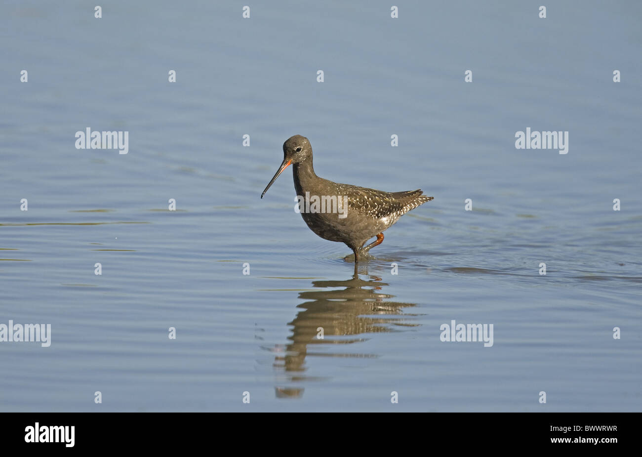 Spotted Redshank Tringa erythropus Stock Photo - Alamy
