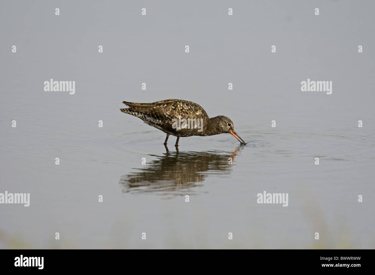 Spotted Redshank Tringa erythropus Stock Photo - Alamy