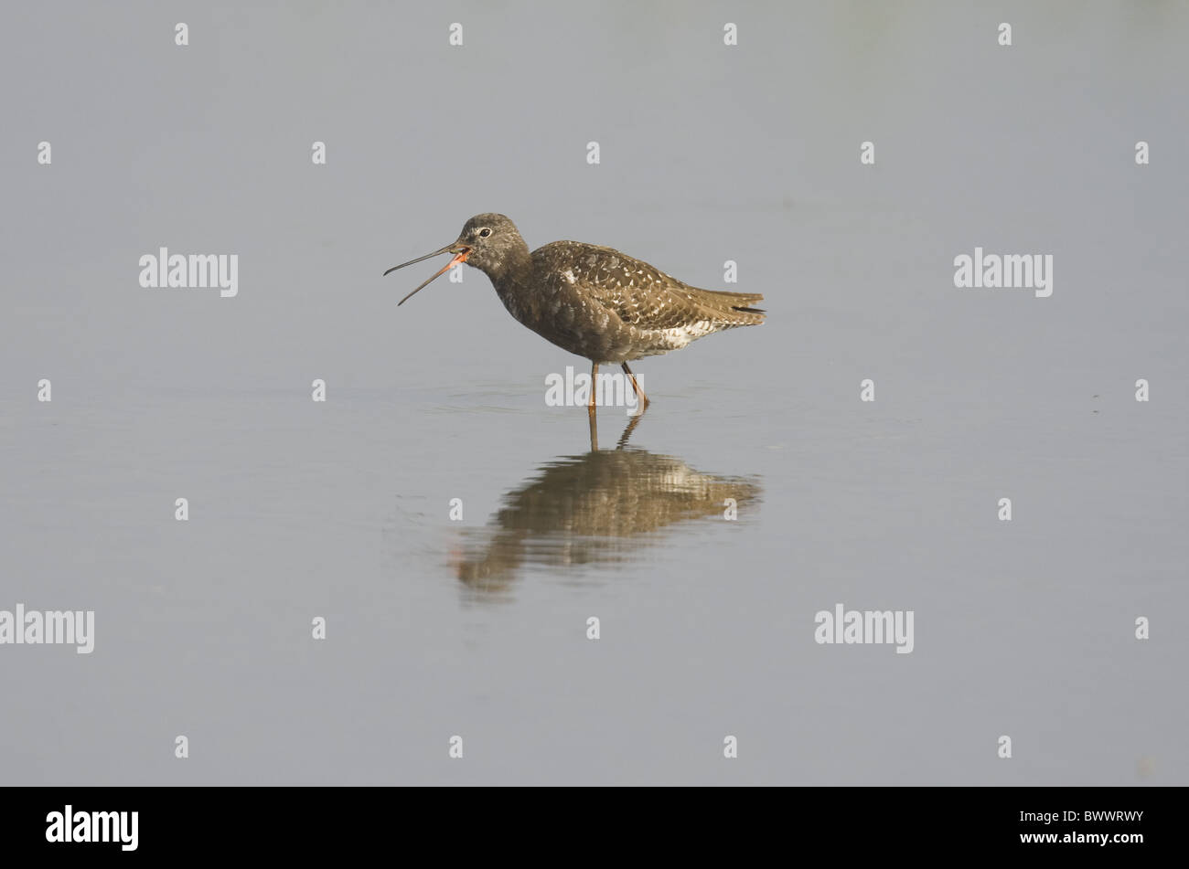 Spotted Redshank Tringa erythropus Stock Photo - Alamy