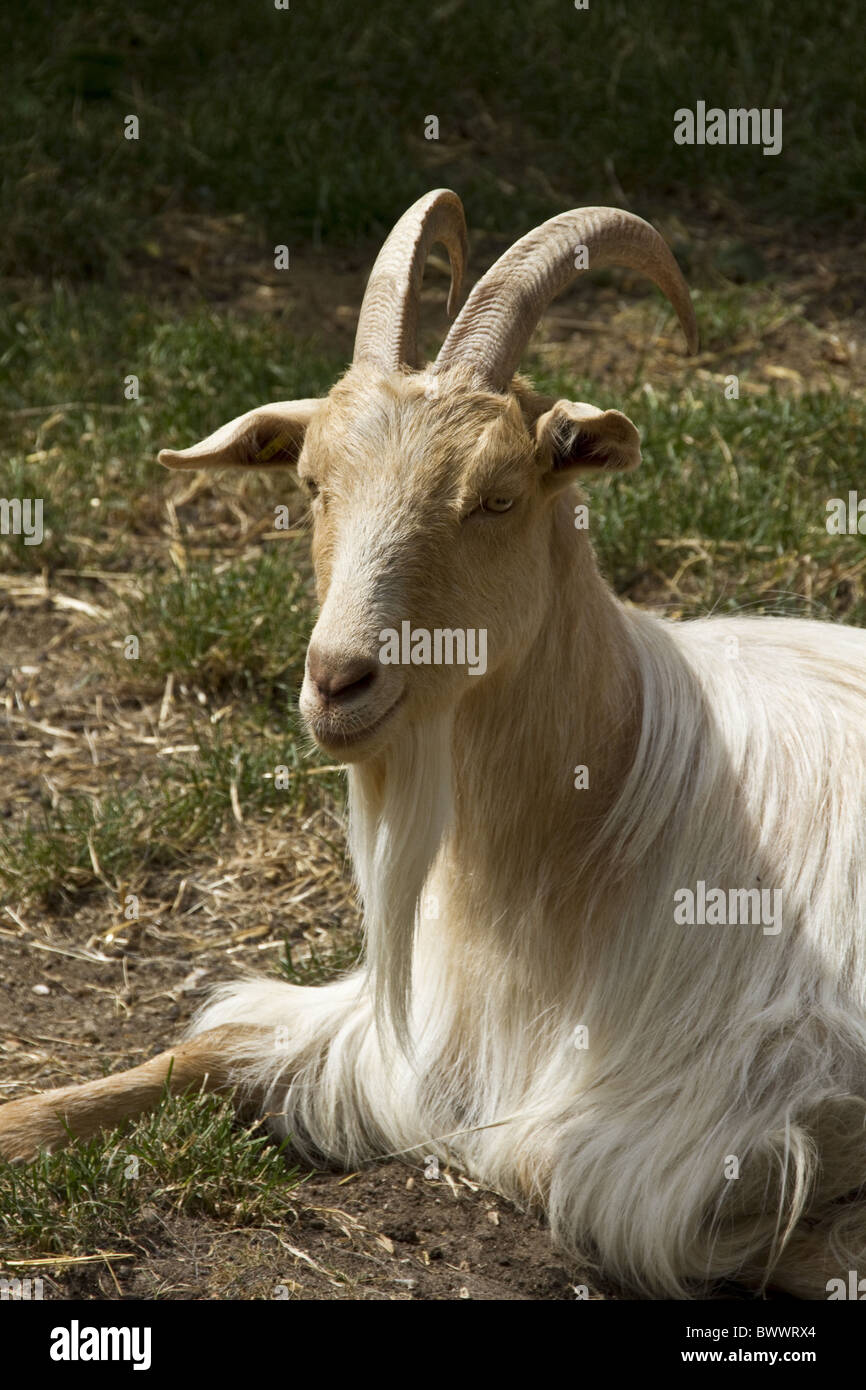 Golden Guernsey Goats Stock Photo - Alamy