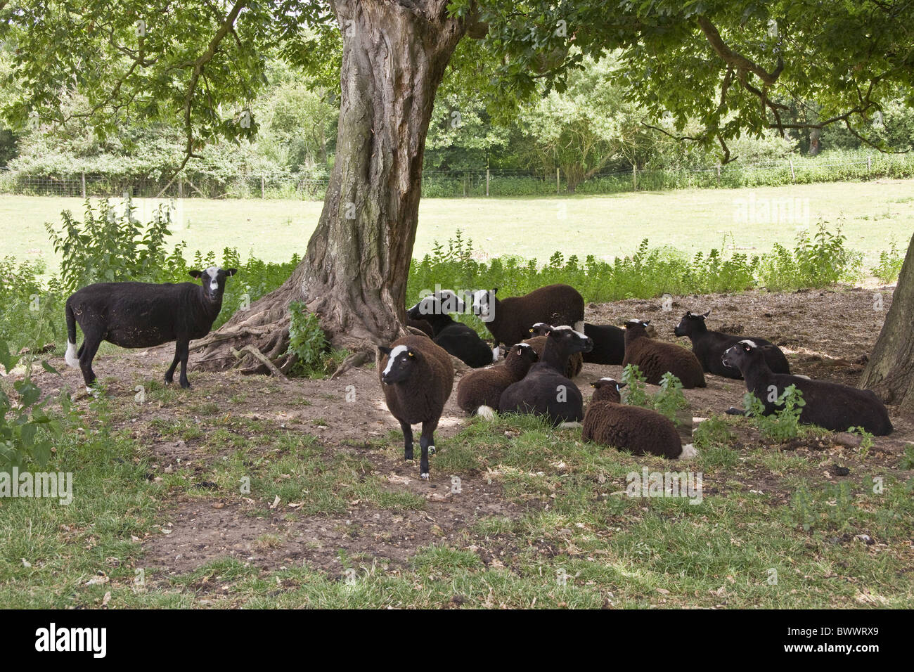 Balwen sheep hi-res stock photography and images - Alamy