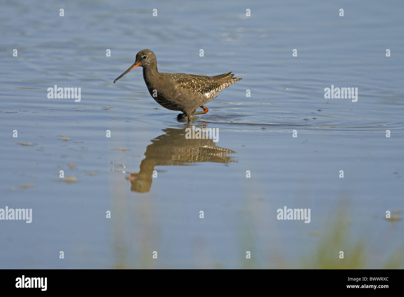 Spotted Redshank (Tringa erythropus) adult, feeding in water, Cley ...