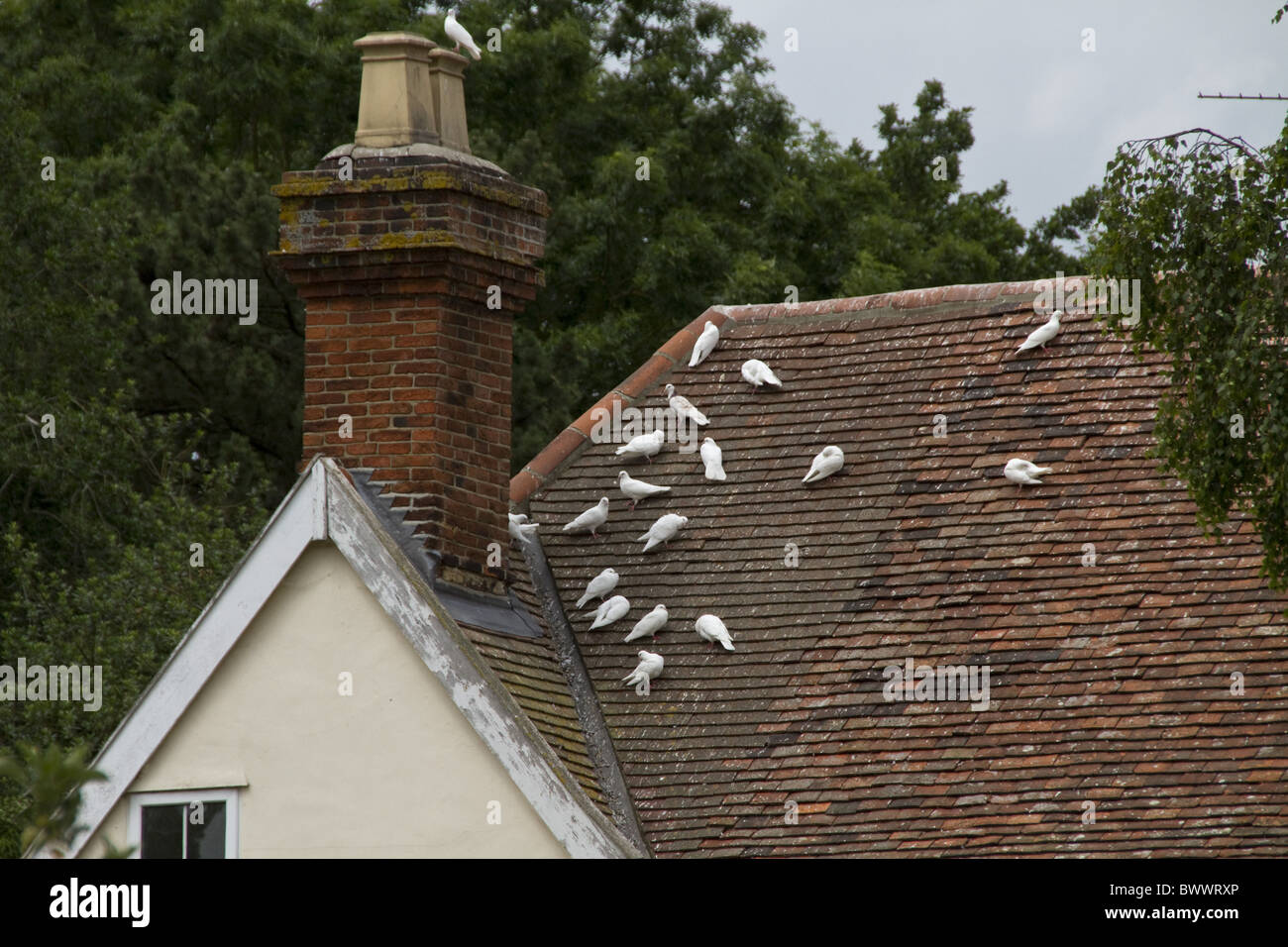 White doves on roof Stock Photo - Alamy