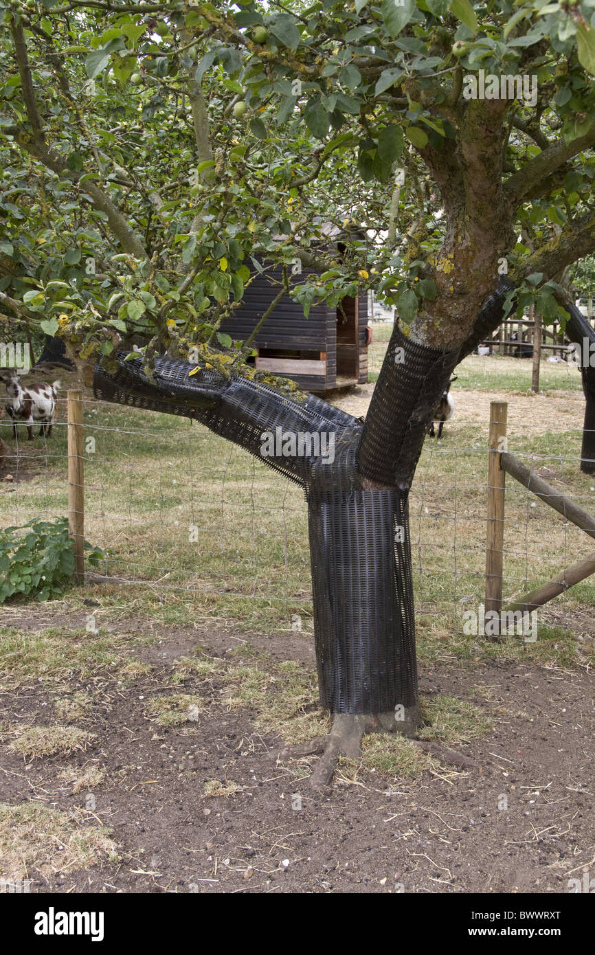 Apple tree with protection covers stop animal Stock Photo - Alamy