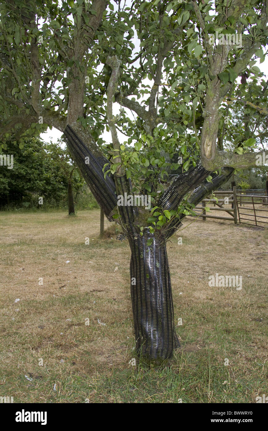 Plastic tree protectors hi-res stock photography and images - Alamy