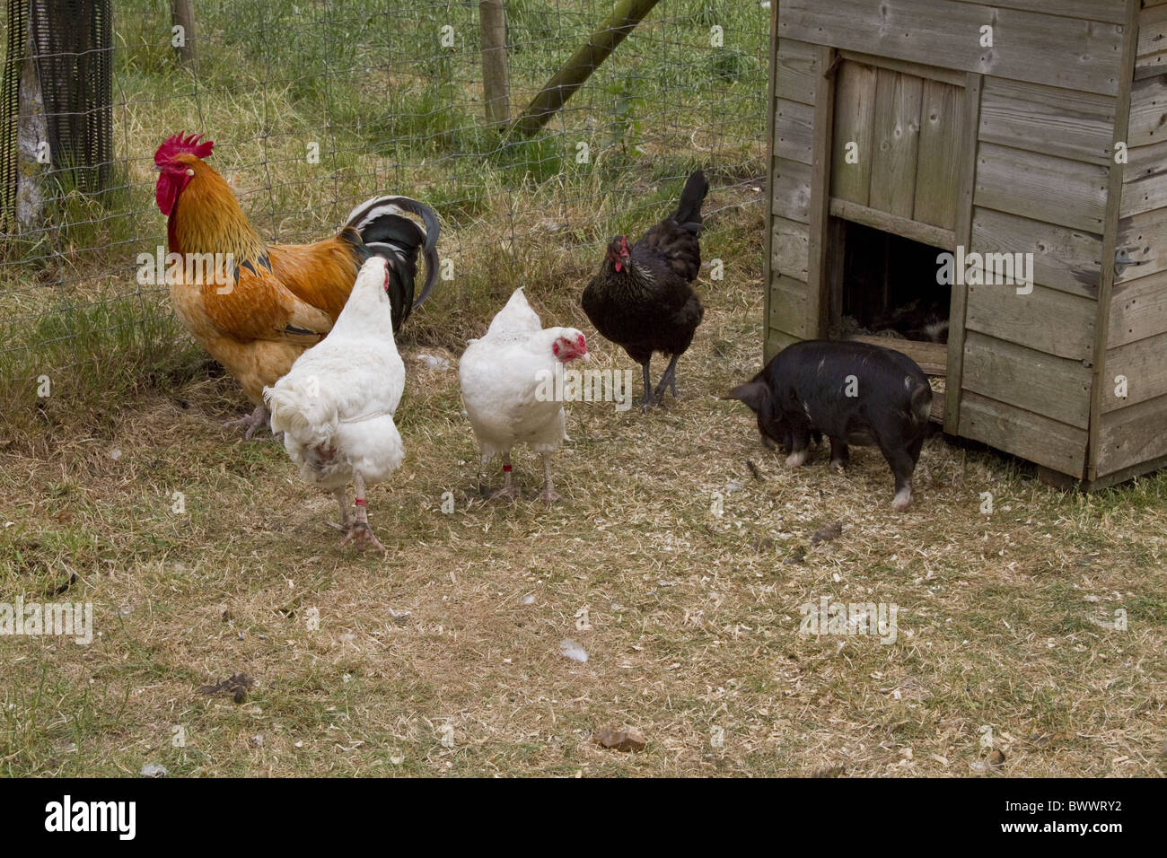 Checken High Resolution Stock Photography and Images - Alamy