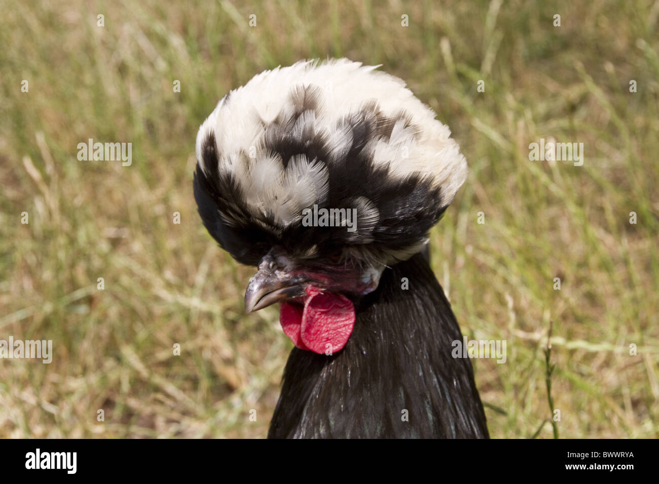 Crested Poland cockerel Stock Photo - Alamy