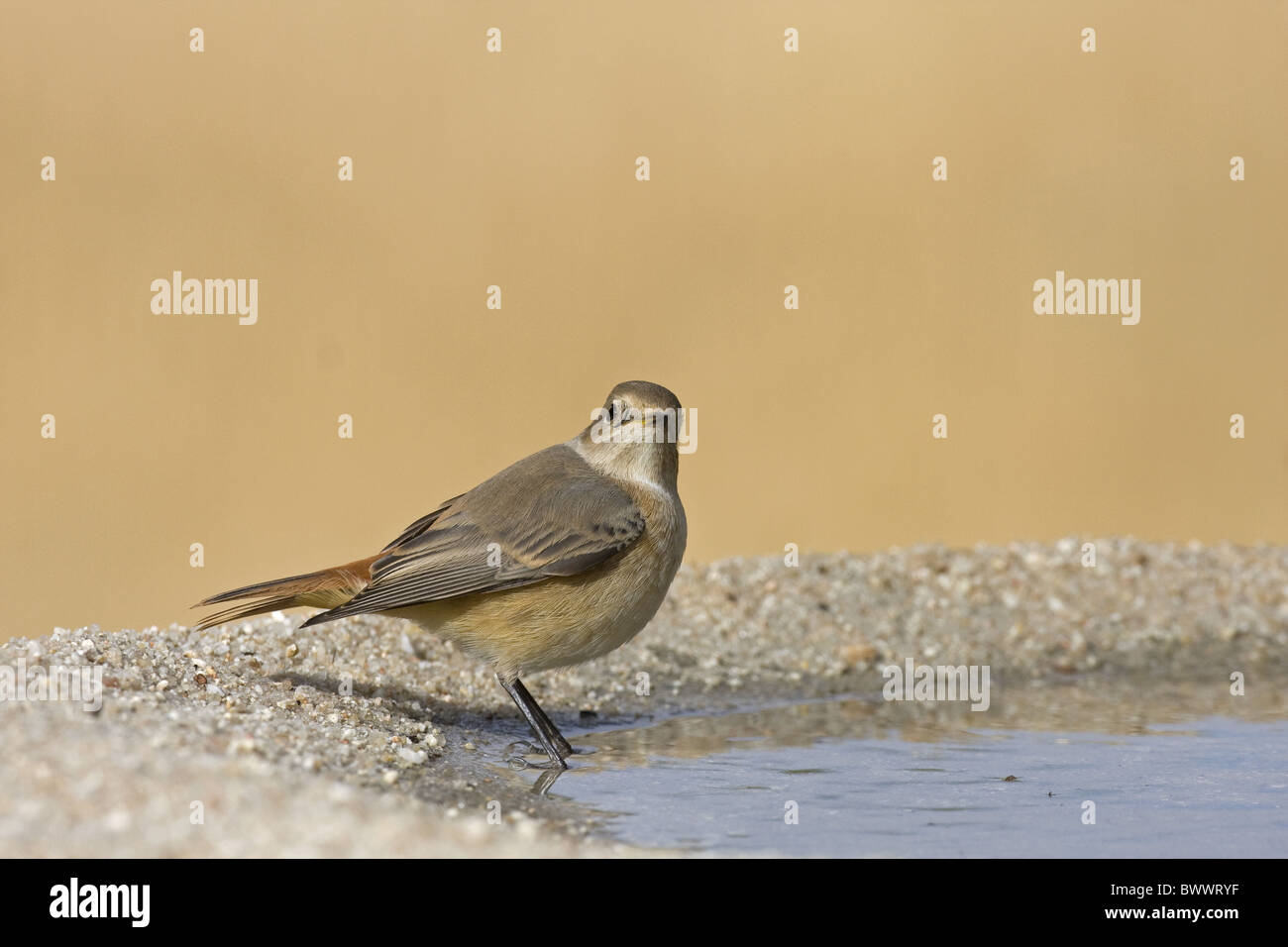 Common Redstart (Phoenicurus phoenicurus) juvenile, standing at edge of ...