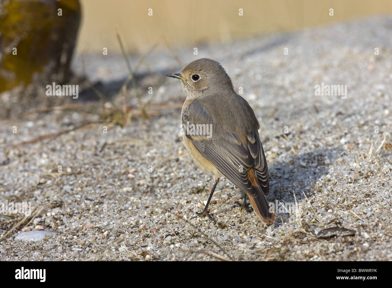 Juvenile common redstart hi-res stock photography and images - Alamy