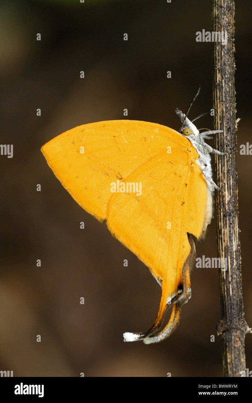 animal animals butterfly butterflies insect insects invertebrate ...