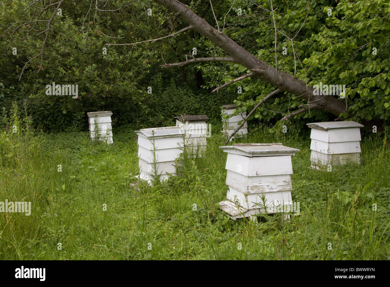 Bee hives on edge of woodland Stock Photo - Alamy