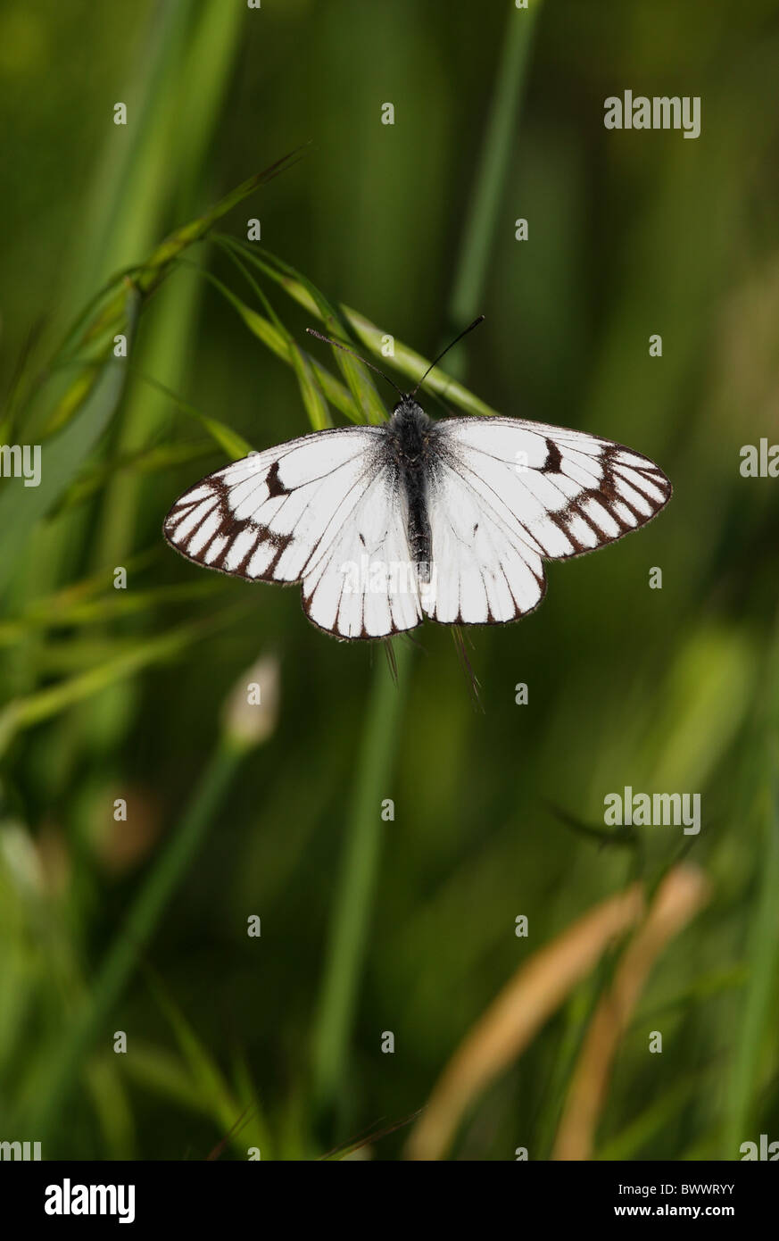 Himalayan butterfly hi-res stock photography and images - Alamy