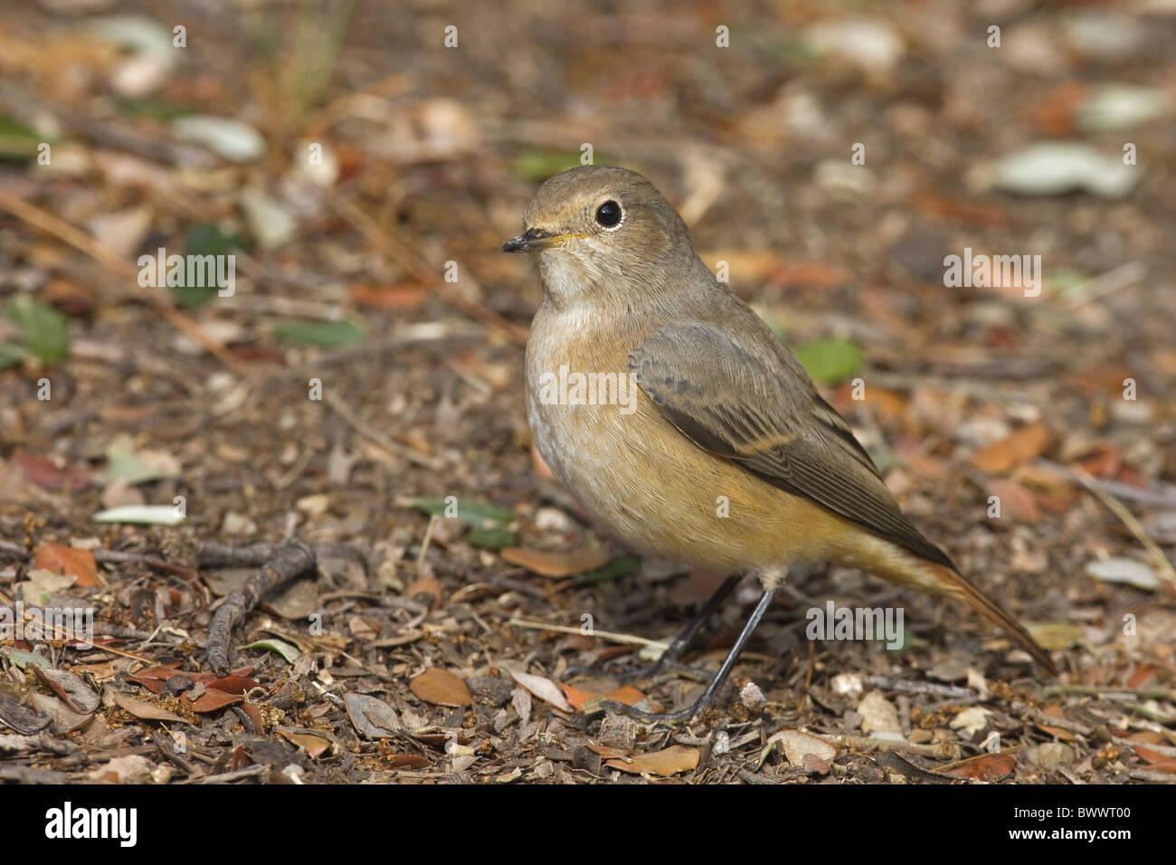 Juvenile Common Redstart High Resolution Stock Photography and Images ...
