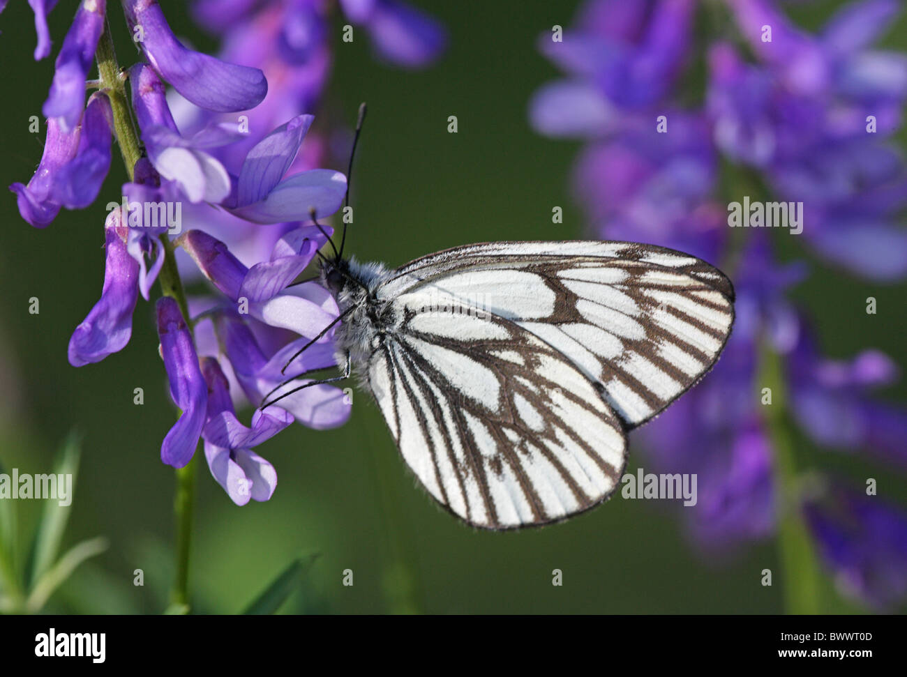 Himalayan butterfly hi-res stock photography and images - Alamy