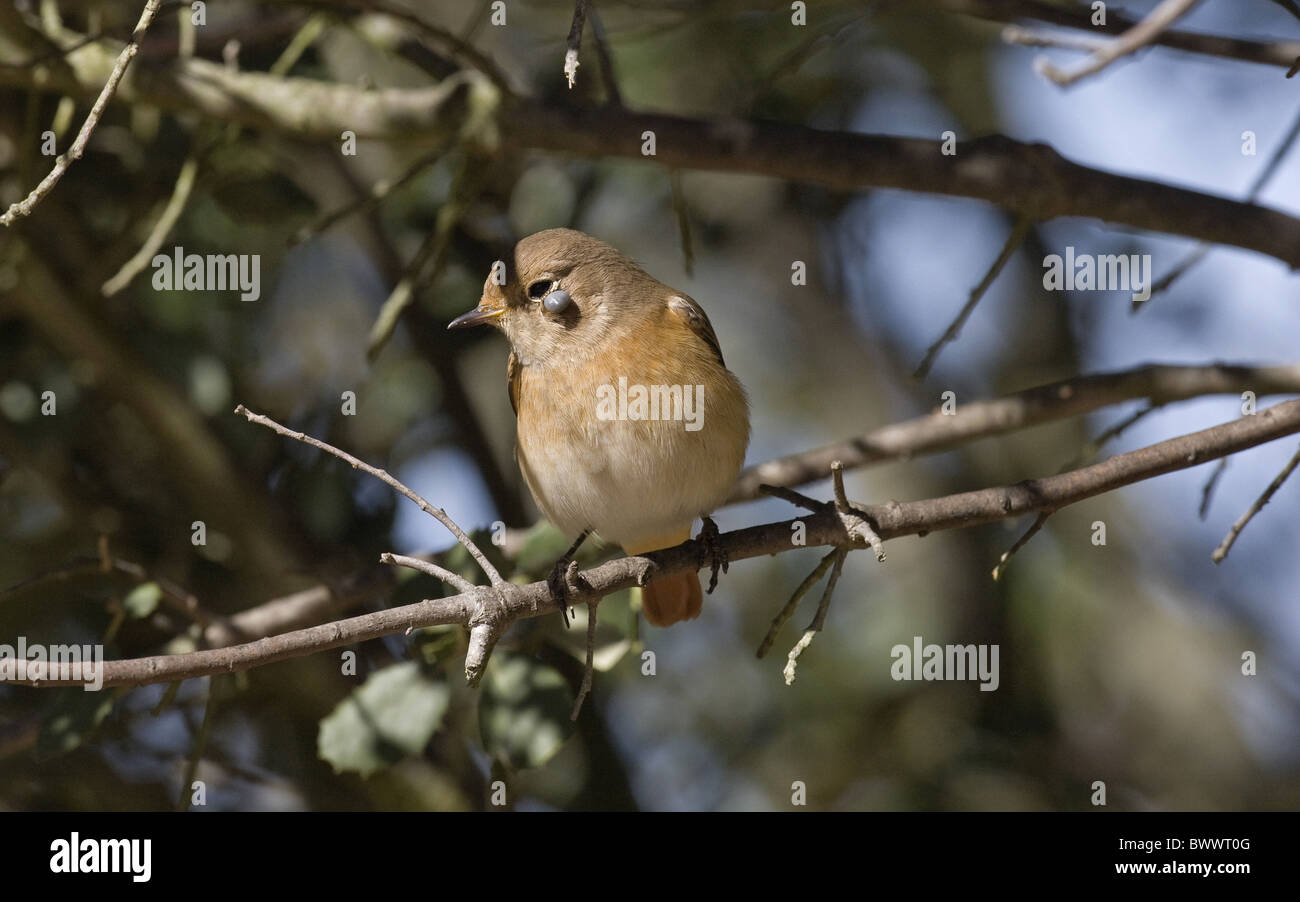 Juvenile common redstart hi-res stock photography and images - Alamy