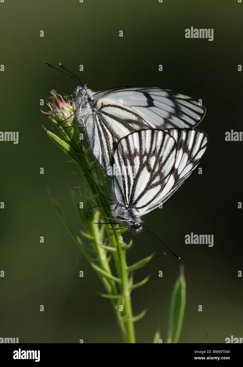 Himalayan butterfly hi-res stock photography and images - Alamy