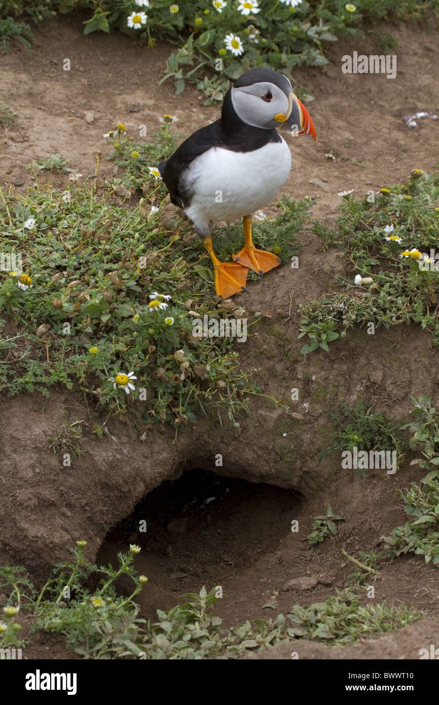 Puffin by nesting burrow Stock Photo - Alamy