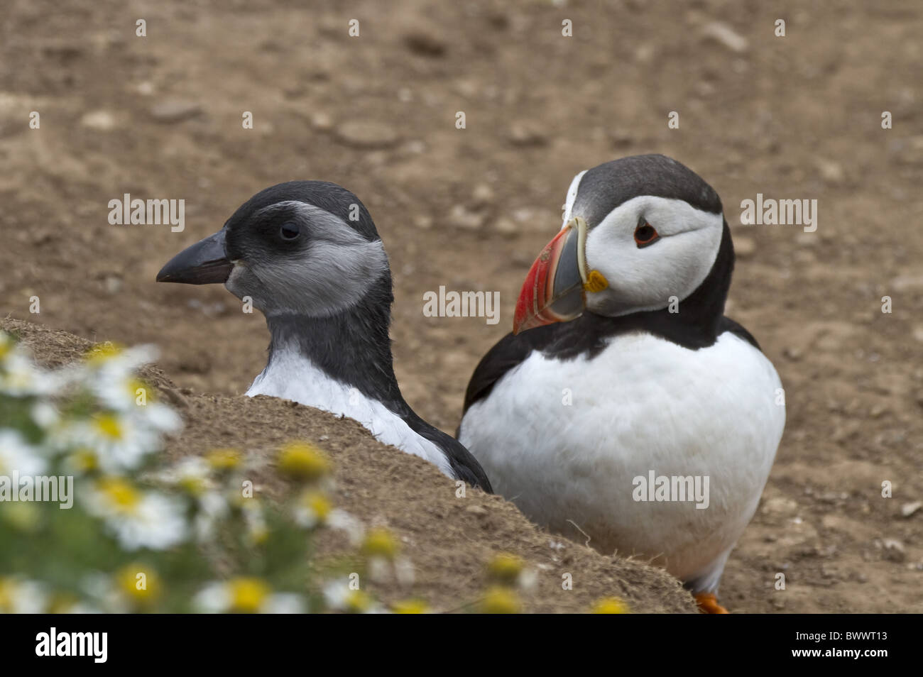 Adult and juvenile Puffin Stock Photo - Alamy